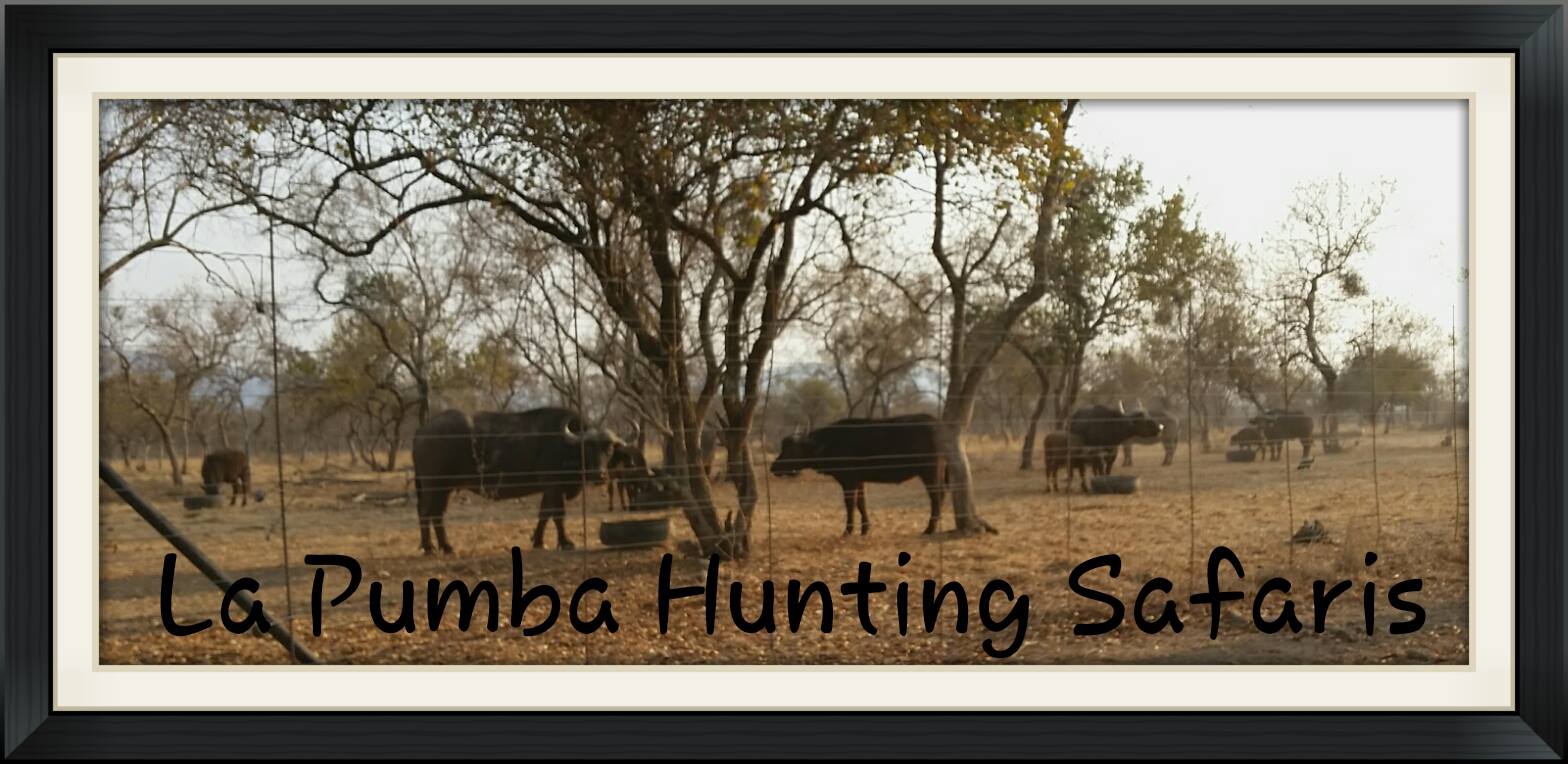 La Pumba Hunting Safaris | Gun Community South Africa